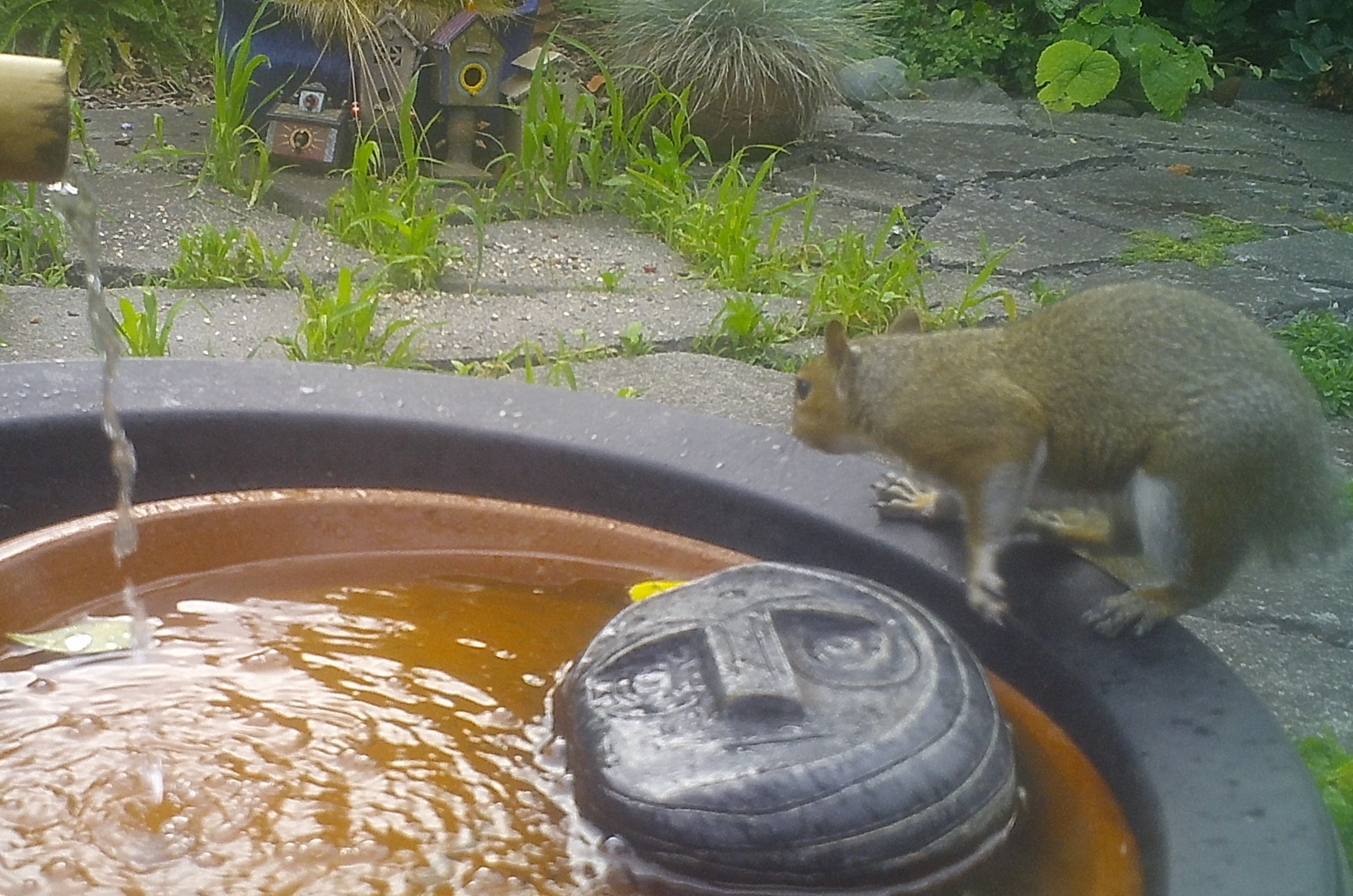 Cattywampus – torkelsbirds